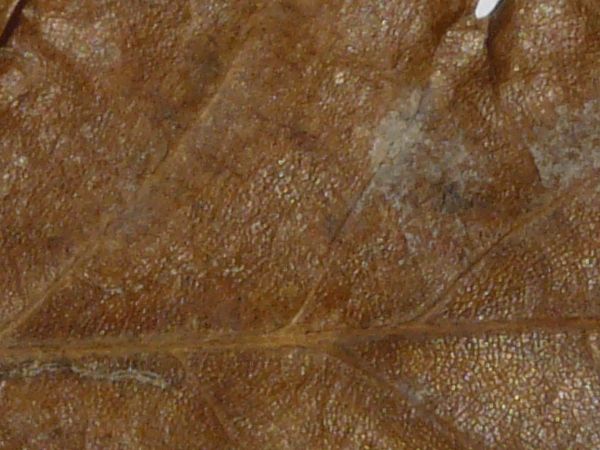 texture 0020 - Texturelib